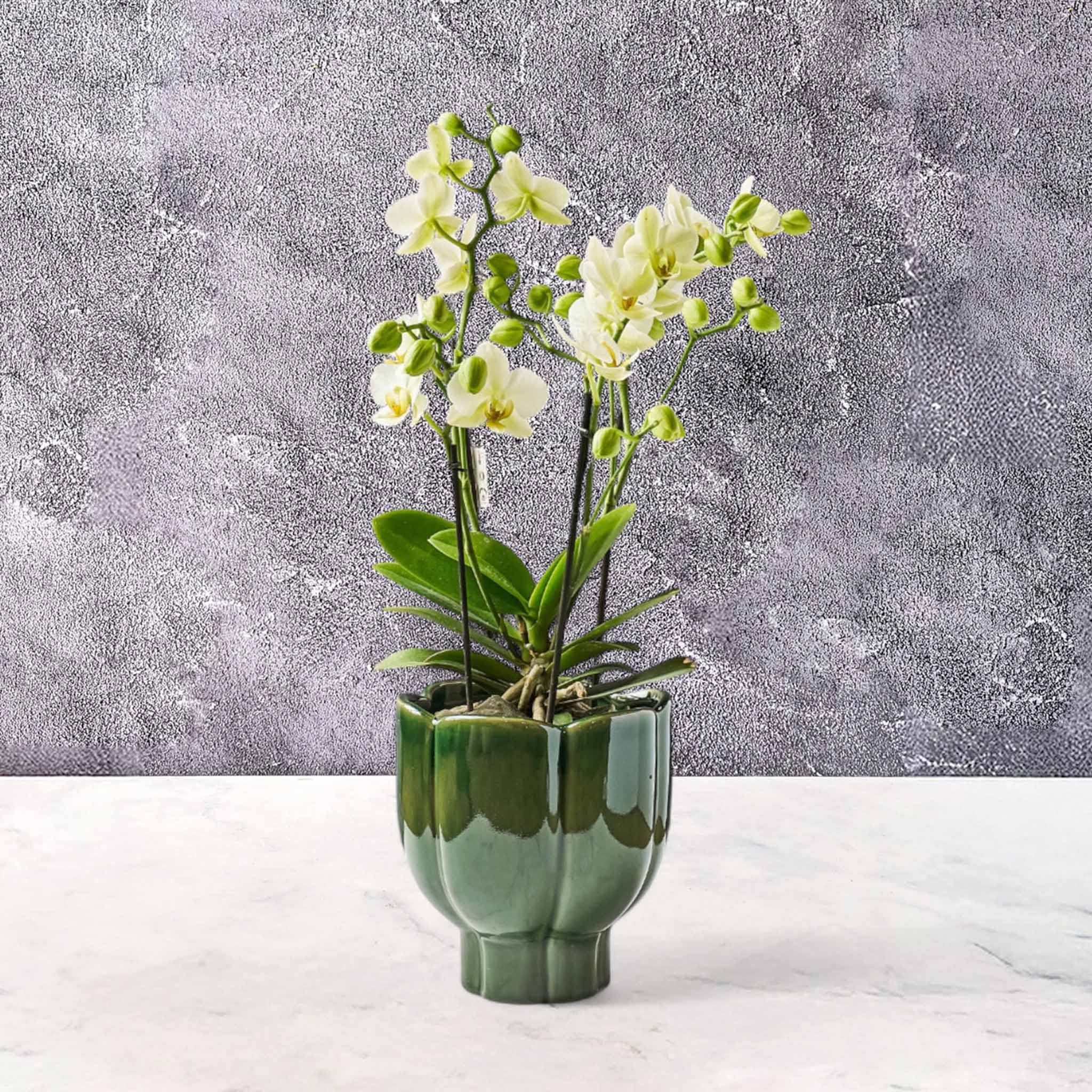 Winter Jade - Akacie Blomster